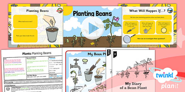 Plants Science Year 1 Lesson: Growing Beans in the Classroom