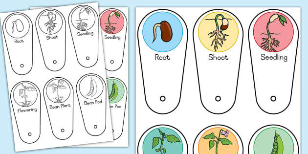 Stages of a Bean Plant Fan (teacher made) - Twinkl
