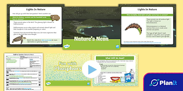 Year 5 Science Built to Survive Lesson 6 Nature's Neon