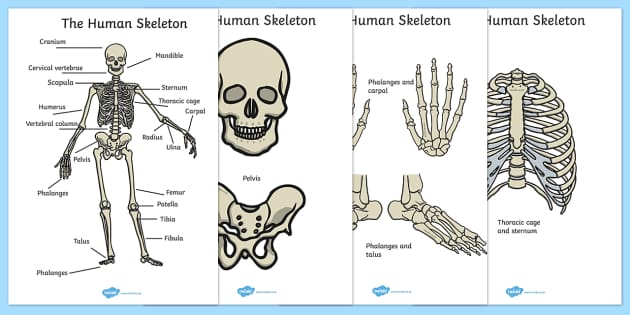 Human Skeleton Cut Outs Scientific Names teacher Made 