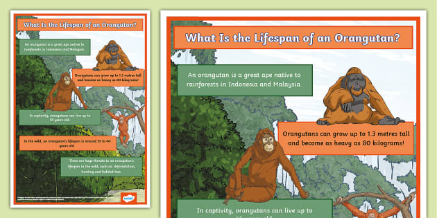 Orangutan Lifespan Display Poster (teacher made) - Twinkl