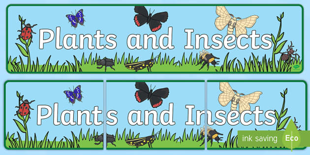 Plants and Insects Display Banner - Minibeast Display Banner