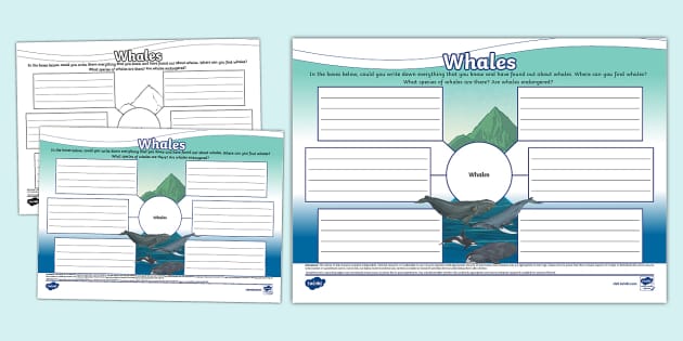 Whales Mind Map (Lehrer gemacht) - Twinkl