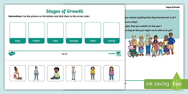 Stages of Growth Worksheet (Hecho por educadores) - Twinkl