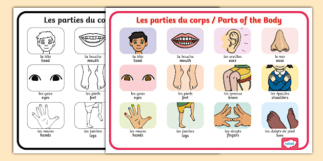 Ensemble de mots : Les parties du corps - Anglais LV