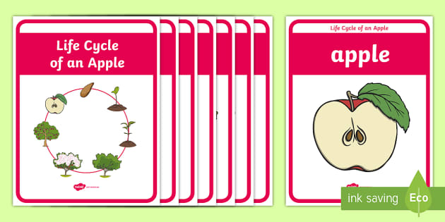 Life Cycle of an Apple Posters (teacher made)