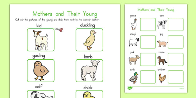 Mothers and their Young Farm Animals Match Activity - australia