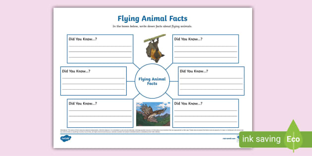 Flying Animal Facts Mind Map (teacher made) - Twinkl