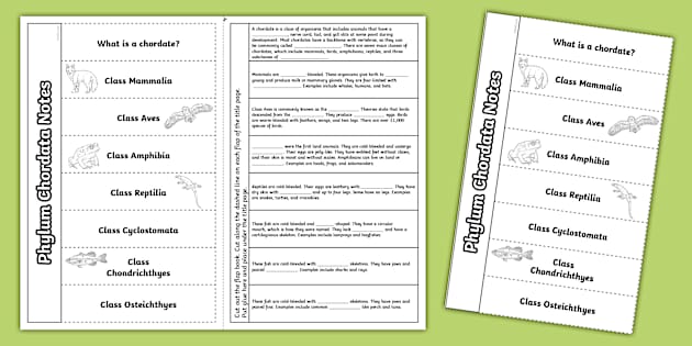 Phylum Chordata Flapbook for 6th-8th Grade