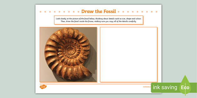 Draw the Fossil Art Activity, Fossil Drawing (teacher made)