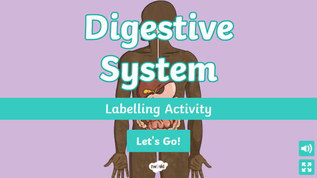 Digestive System Interactive Labelling Activity Twinkl digestive-system-interactive-labelling-activity-twinkl