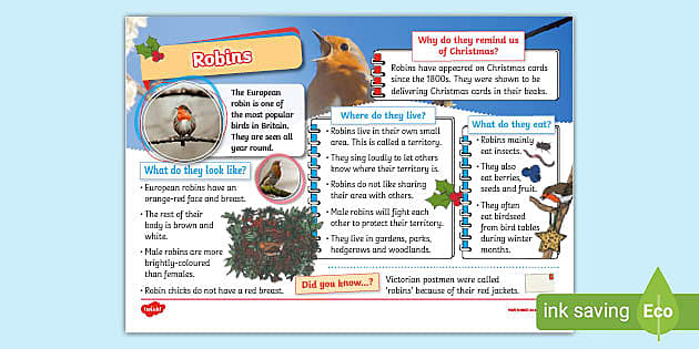 KS1 Robin Fact File (teacher made) - Twinkl