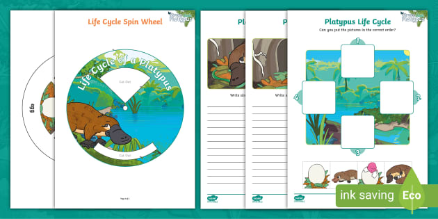 'Strong Little Platypus' | Life Cycle Activity Pack - Twinkl