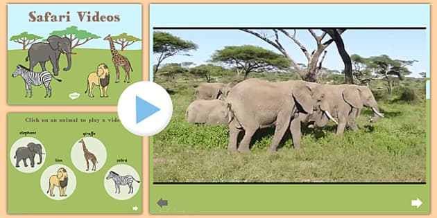 Safari Video PowerPoint (teacher made) - Twinkl