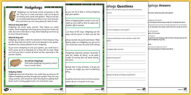 Hedgehogs Differentiated Reading Comprehension Activity
