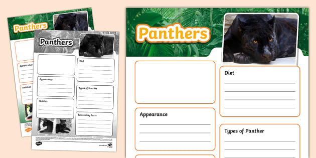 Panthers Fact File Template (l'enseignant a fait) - Twinkl