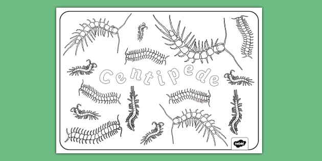 Centipede Doodle Colouring Page (teacher made) - Twinkl