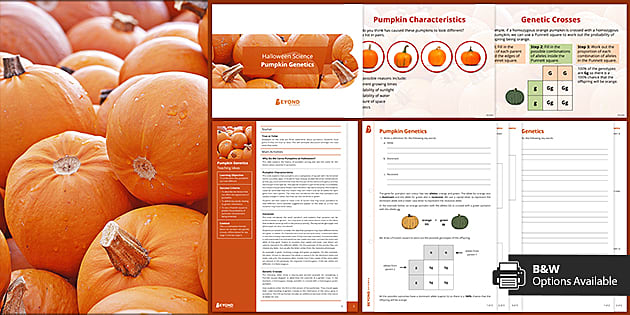 Pumpkin Genetics Halloween Lesson Pack | Beyond