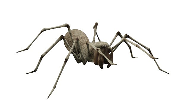 Cardinal Spider Augmented Reality (AR) Quick Look Model Educational ...