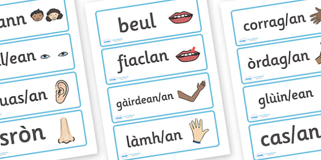 Scottish Gaelic My Body Word Cards (teacher made) - Twinkl