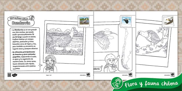 Bandurria | Hojas para colorear | Fauna | Animal chileno