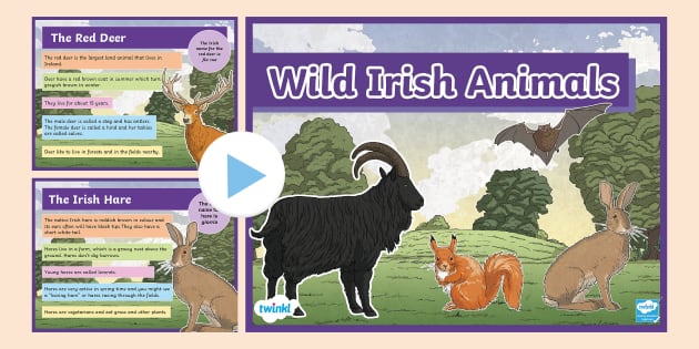 Wild Irish Animals PowerPoint (teacher made) - Twinkl