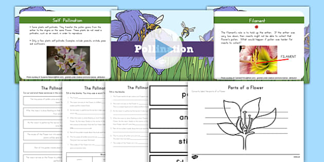 Plant Pollination Activity Pack (teacher made)