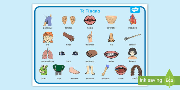 My Body Word Mat Te Reo Māori (teacher made) - Twinkl