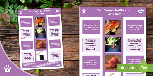 Corn Snake Healthcare - Fact Sheet - Snakes - Twinkl Pets