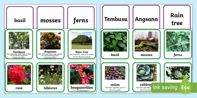 Singapore Plants and Flowers Sorting Cards (teacher made)