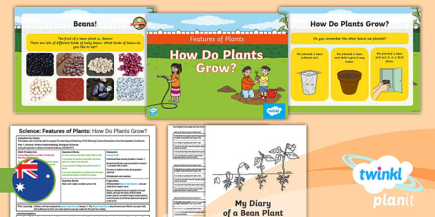 Year 1 Science Features of Plants Lesson 6 (teacher made)