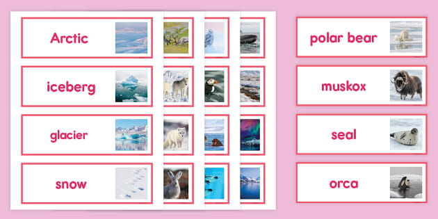 Arctic Habitat Photo Word Cards (creat de profesori)