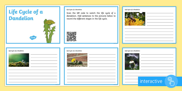 Life Cycle of a Dandelion Code Hunter (teacher made)