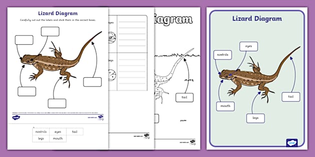 Lizard Diagram Pack (Hecho por educadores) - Twinkl