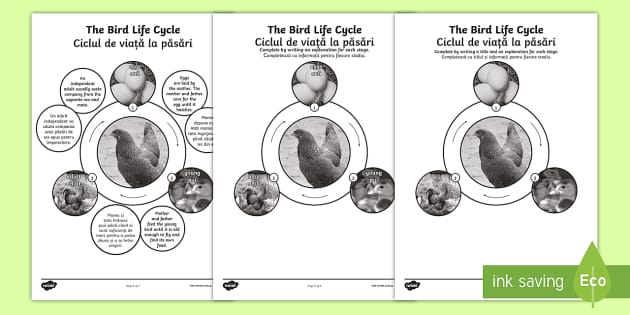 Bird Life Cycle Worksheets English/Romanian - Year 5 Differentiated Life