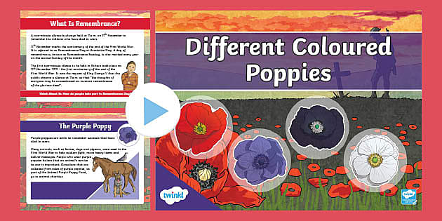 KS2 Different Coloured Poppies PowerPoint (teacher made)