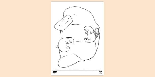 baby platypus coloring pages