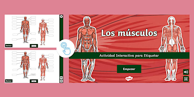 * NEW * Actividad interactiva para etiquetar: Los músculos