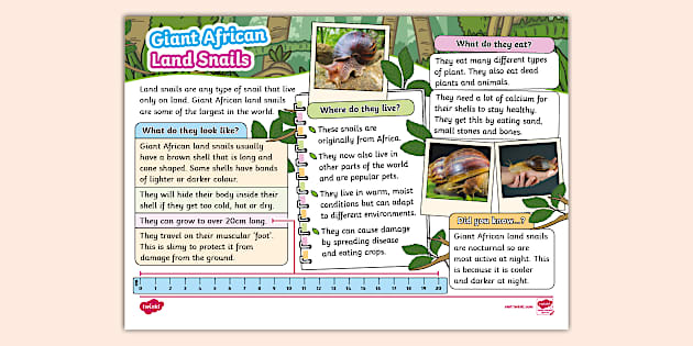 Giant African Land Snails Fact File - KS1 - Twinkl