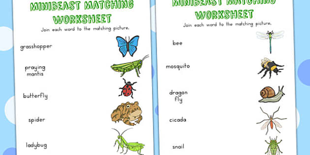Minibeast Word and Picture Matching Worksheets - Twinkl