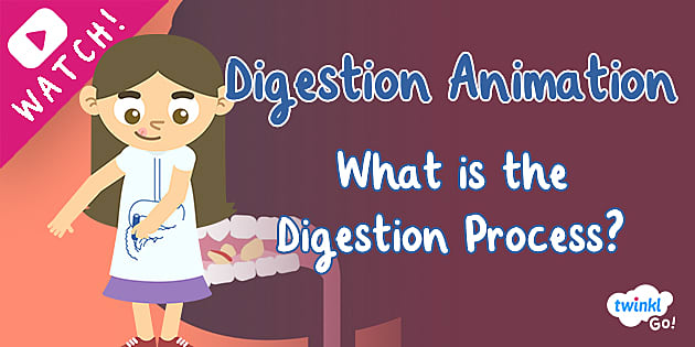 The Digestion Process Animation | Twinkl Go! - Twinkl