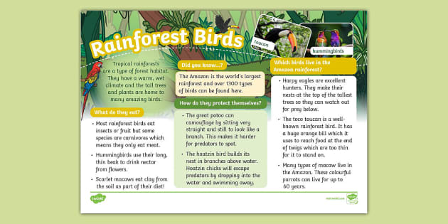 KS1 Rainforest Birds Fact File (teacher made) - Twinkl