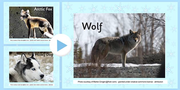 Winter Animals Photo Display PowerPoint - Twinkl