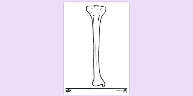 Tibia Colouring | Colouring Sheets (Teacher-Made) - Twinkl