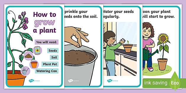 How to Grow a Plant Display Posters (teacher made) - Twinkl