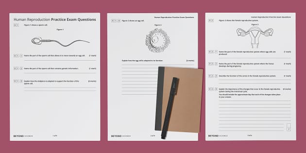 KS3 Human Reproduction Practice Exam Questions Higher