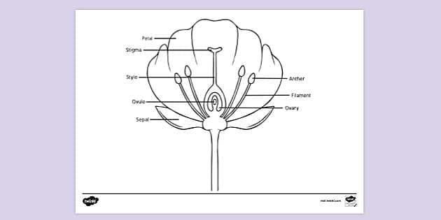 Flower Structure Colouring | Colouring Sheets - Twinkl
