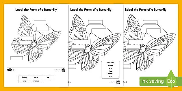 Labeled Insect Diagram