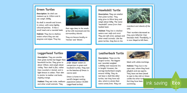 Turtle Animal Fact Cards - Printable - 7-11 years - Twinkl