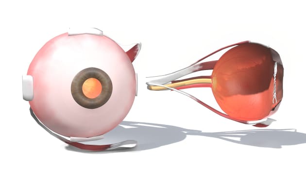 Human Eyeball Cutout Augmented Reality (AR) Quick Look Model Educational